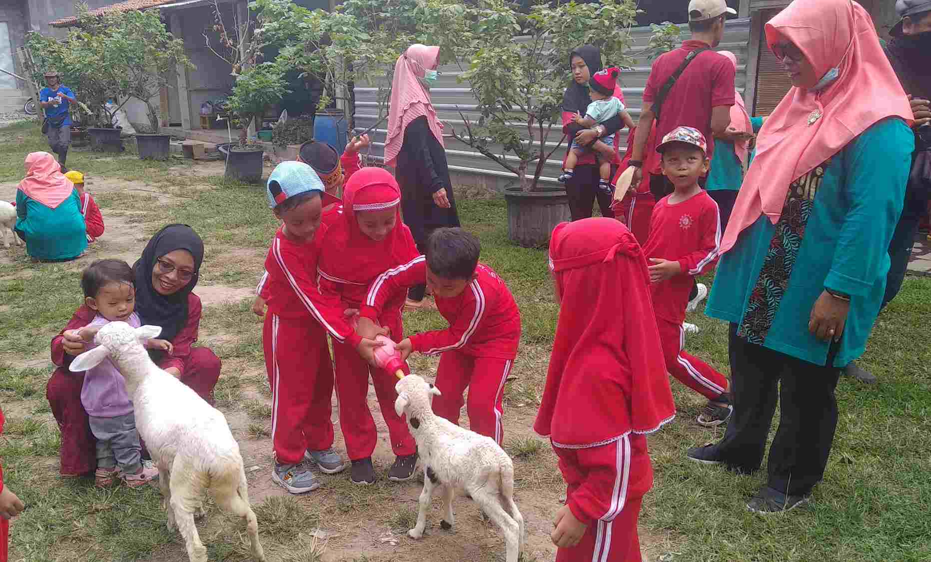 Asyiknya Anak-anak TK Berinteraksi Dengan Hewan Ternak di Jam's Farm ...