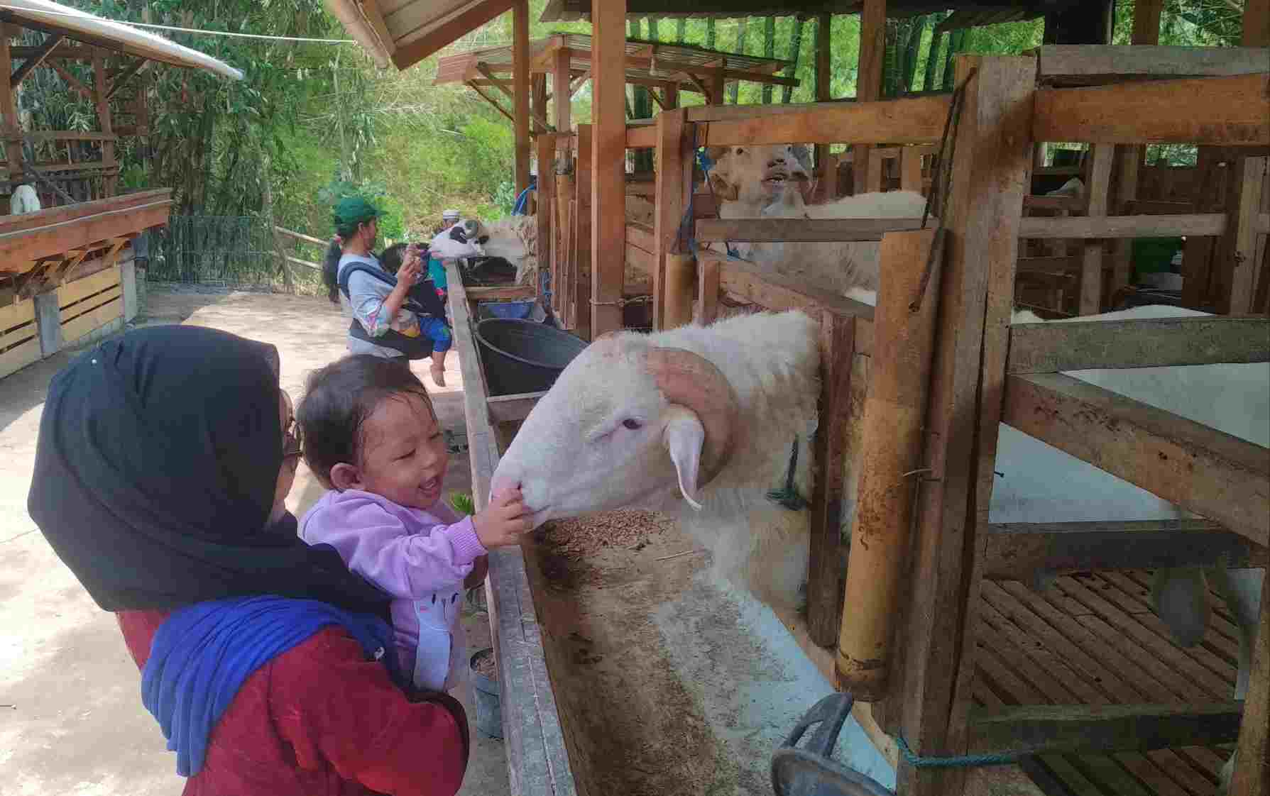 Asyiknya Anak-anak TK Berinteraksi Dengan Hewan Ternak di Jam's Farm ...