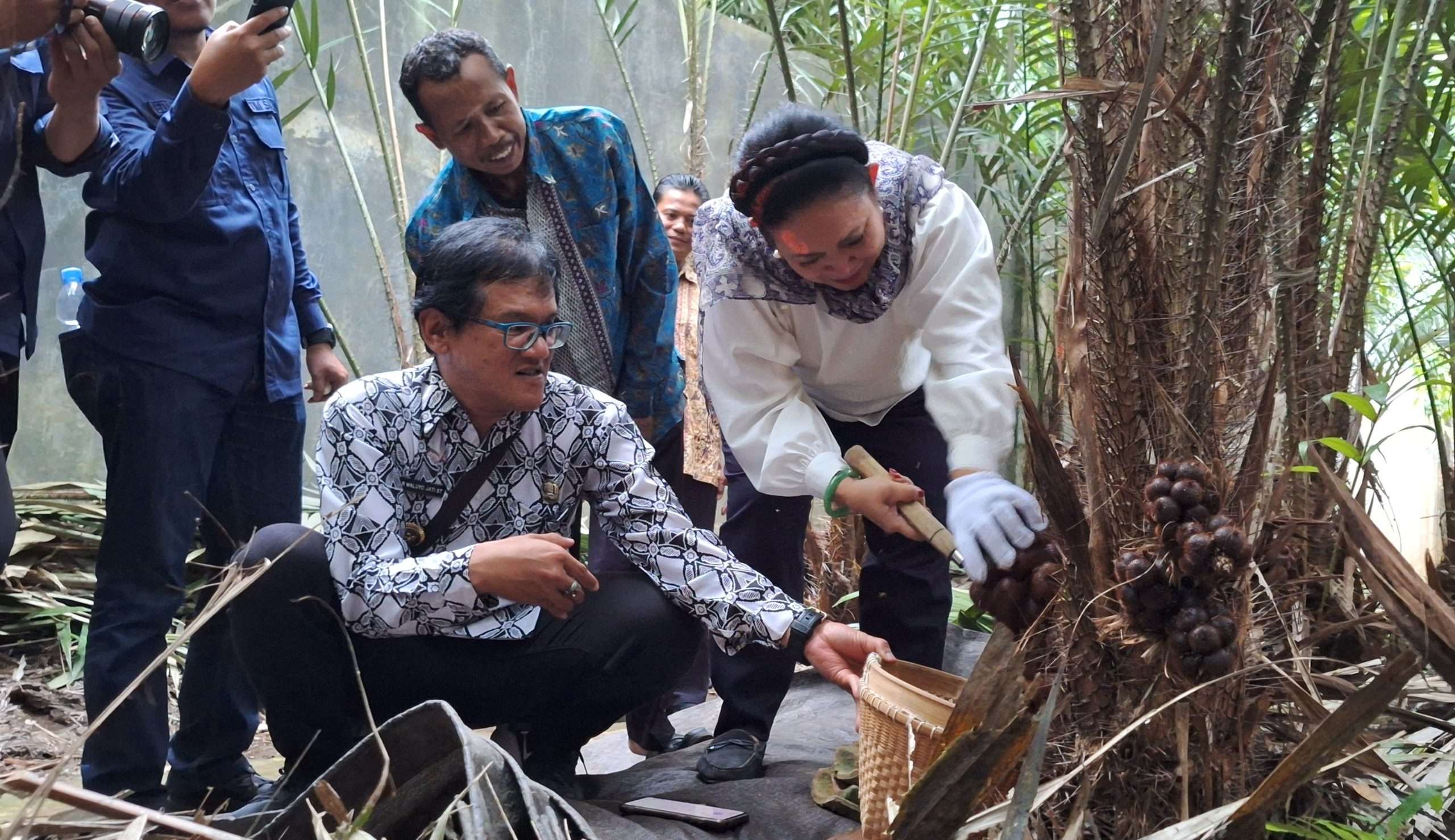 Titiek Seoharto Panen Salak di Turi Sleman - Lingkar Jogja
