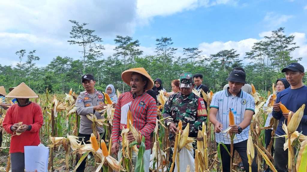 Wujudkan Ketahanan Pangan Warga Kepuharjo Penen Jagung di Lahan Bekas ...